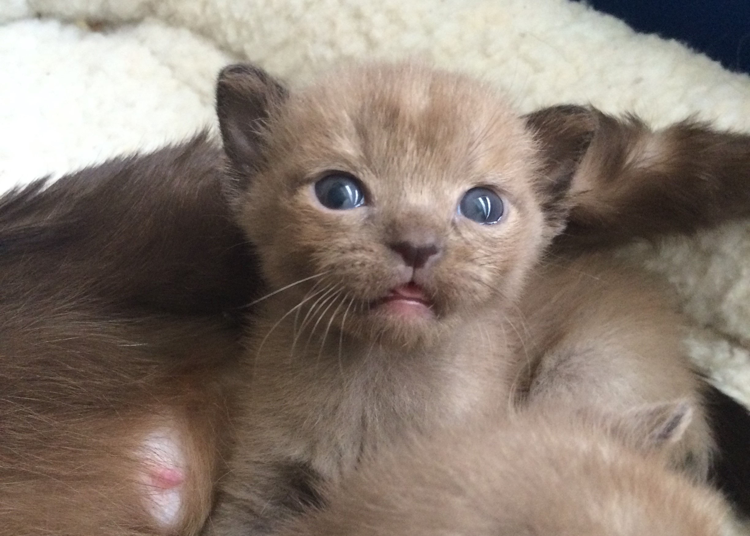 Kitten Photos Gallery - Elevated Cattery