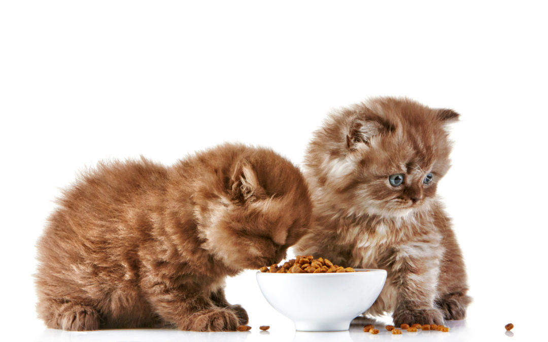 Kitten Nutrition Archives - Elevated Cattery